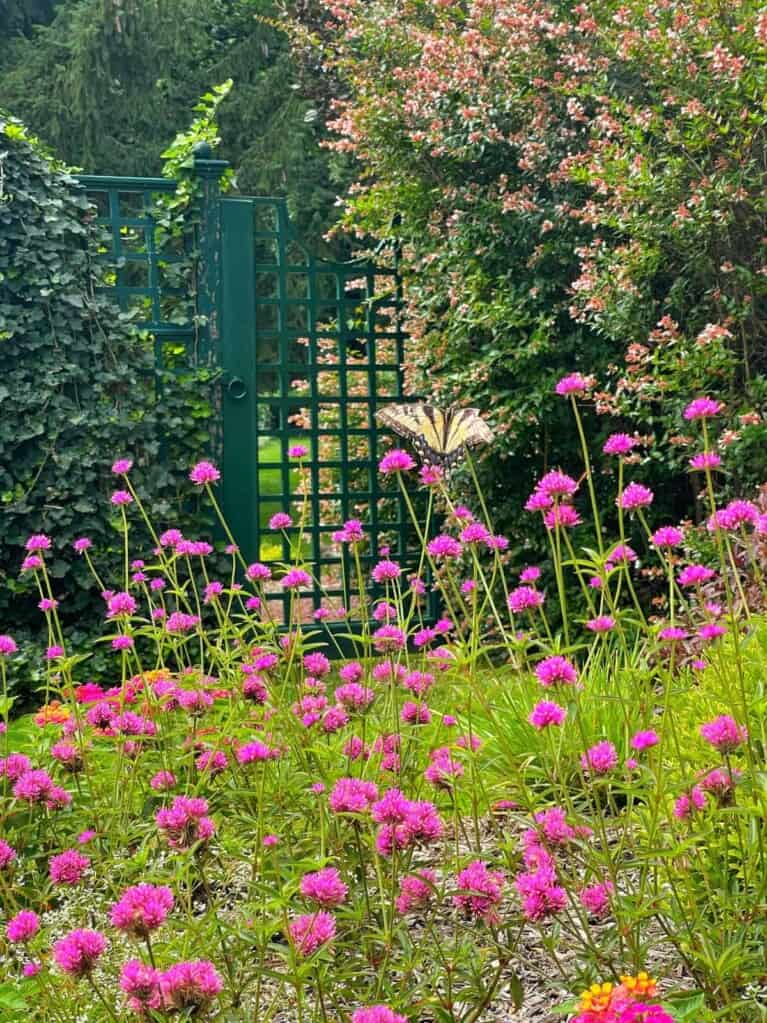 Growing Gomphrena: The Easy Cut Flower That Keeps Blooming | Bricks ’n ...