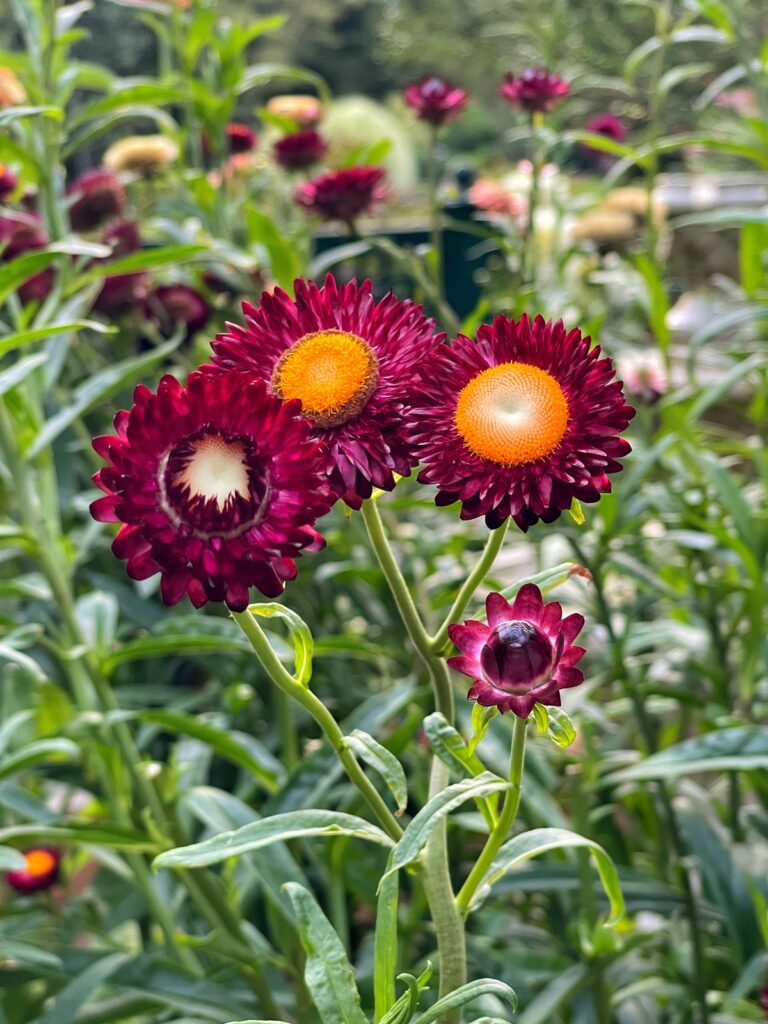 The Best Fall Flowers: Top Picks for Autumn Beauty | Bricks ’n Blooms ...