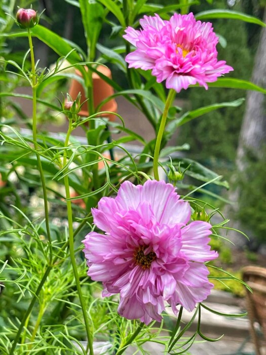 The Best Way to Start Cosmos Flower From Seed for Your Cottage Garden ...
