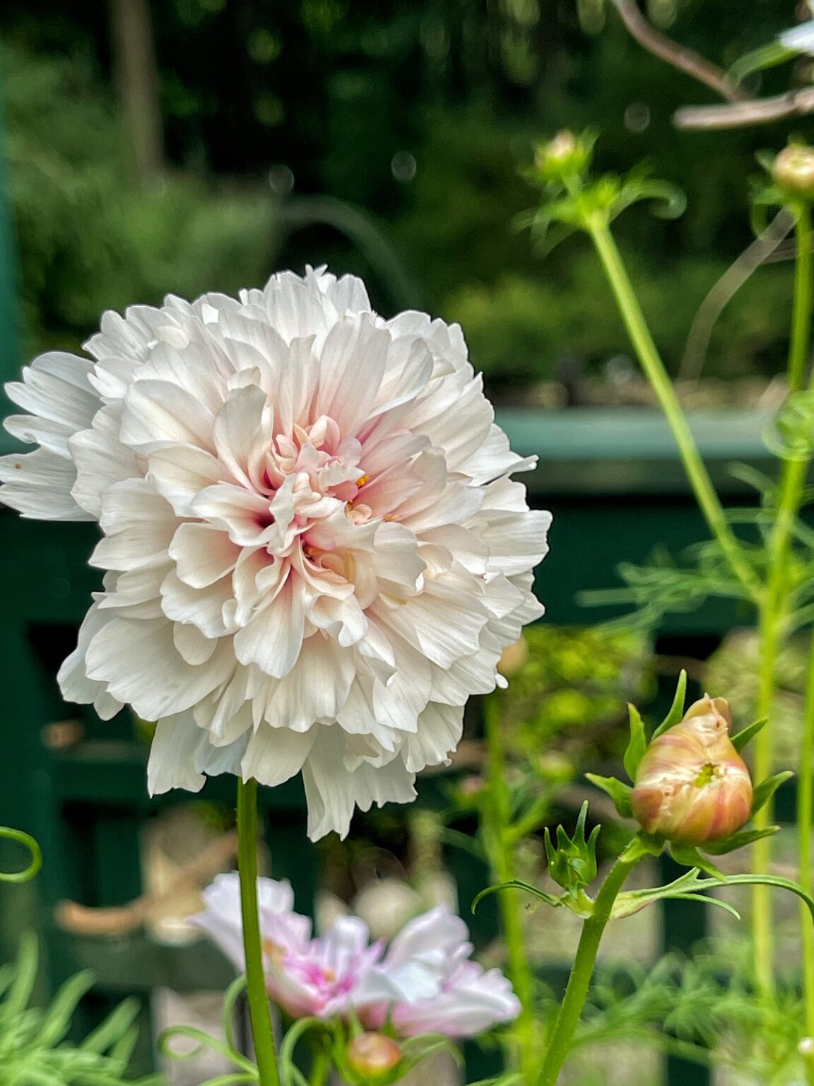 The Best Way to Start Cosmos Flower From Seed for Your Cottage Garden ...