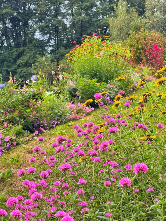Growing Gomphrena: The Easy Cut Flower That Keeps Blooming - Bricks ’n ...