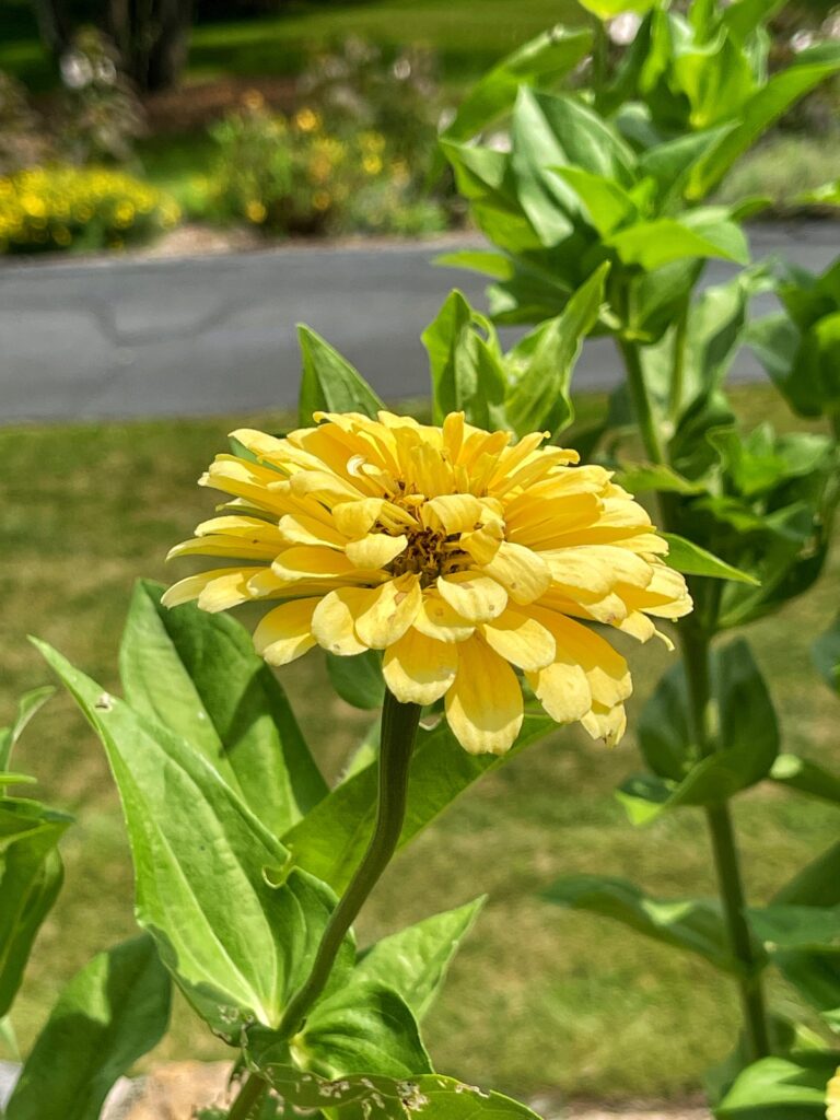 The Best Yellow Flowers for Any Spot in Your Garden - Bricks 'n Blooms ...
