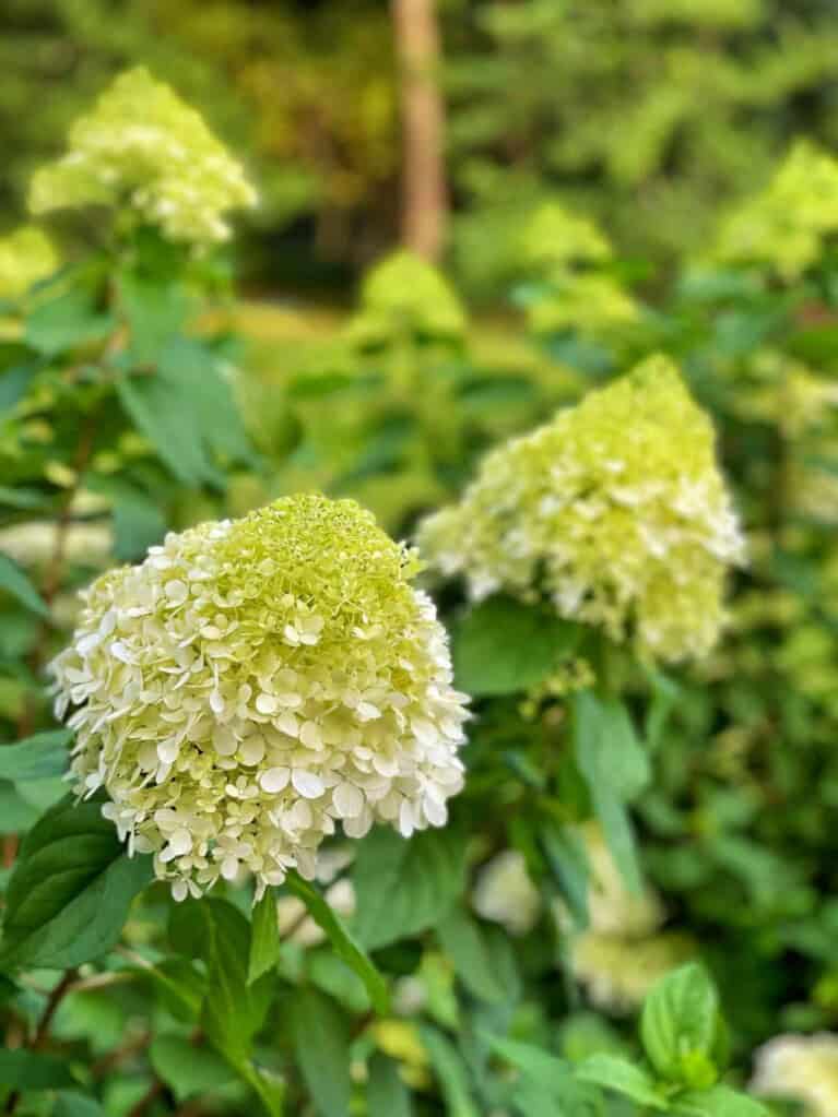 10 Late Summer Blooming Flowers That Grow Into Fall | Stacy Ling