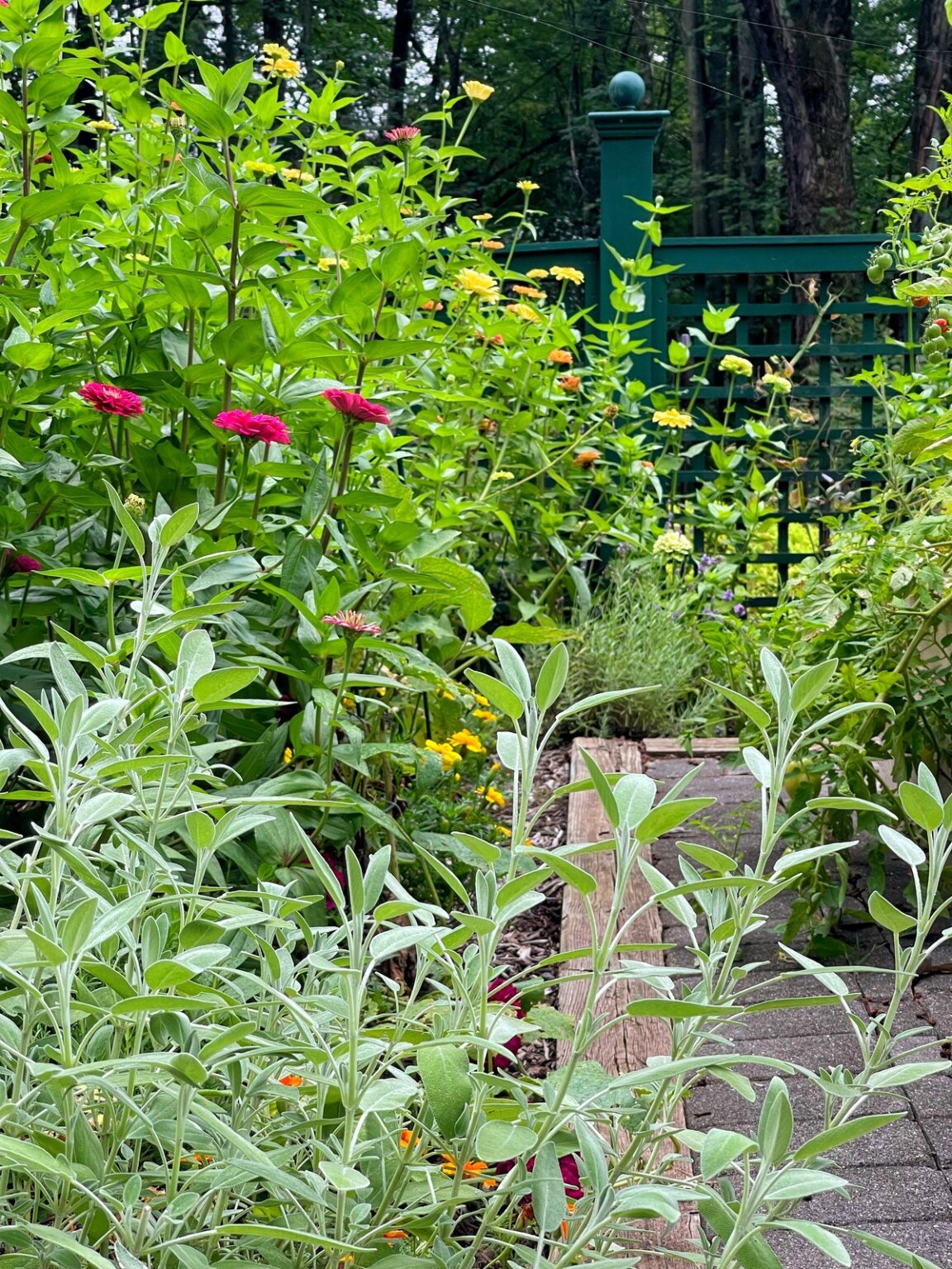 Beginner's Guide to Growing an Herb Garden: Step-by-Step Tips for ...
