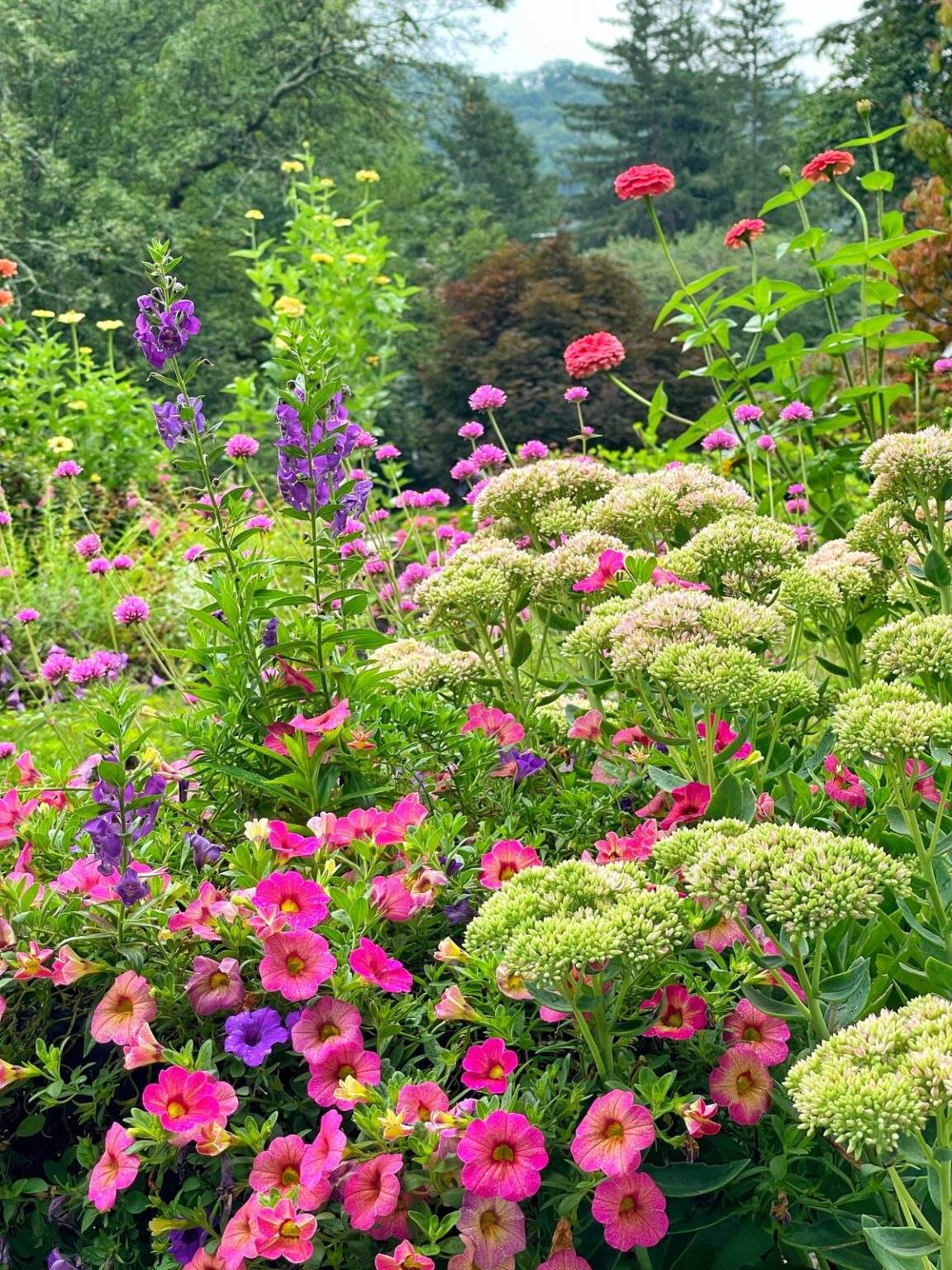 Perennial vs Annual Flowers: A Gardener's Guide to Continuous Blooms ...