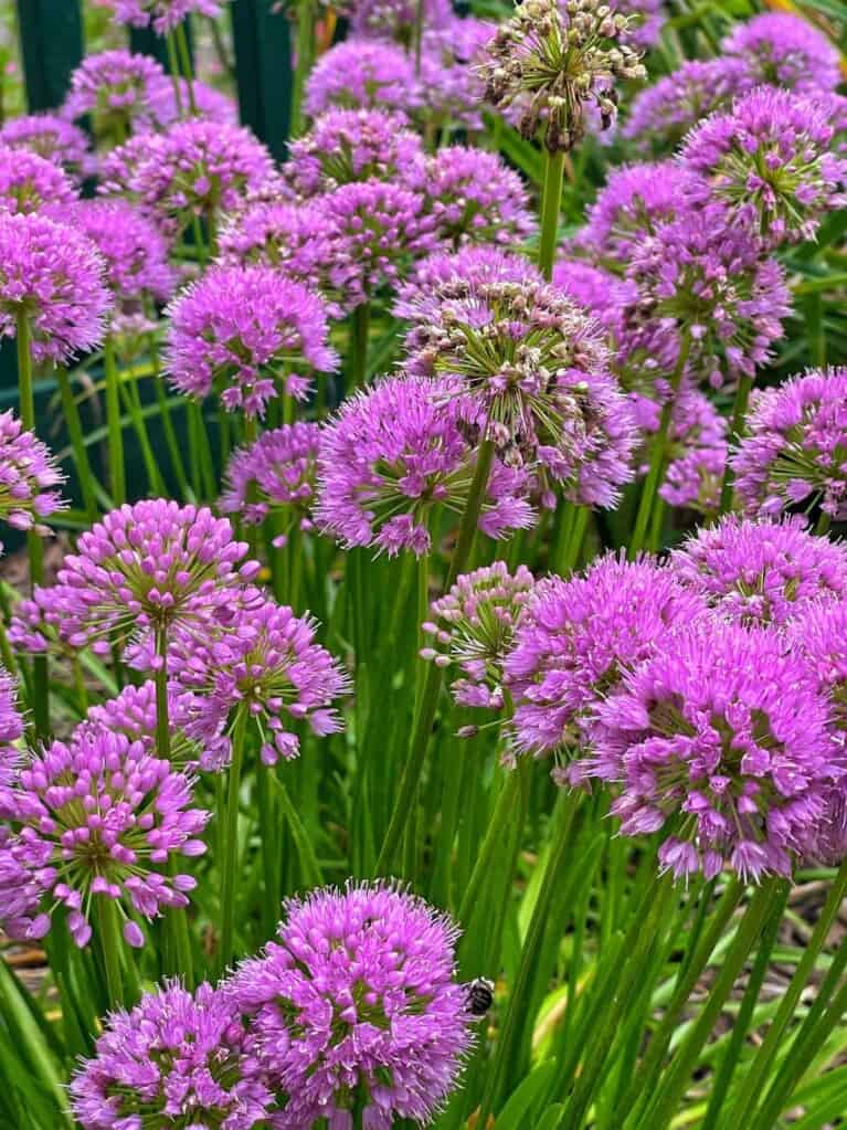Best Deer-Resistant Flowers to Grow for a Beautiful, Low-Maintenance ...