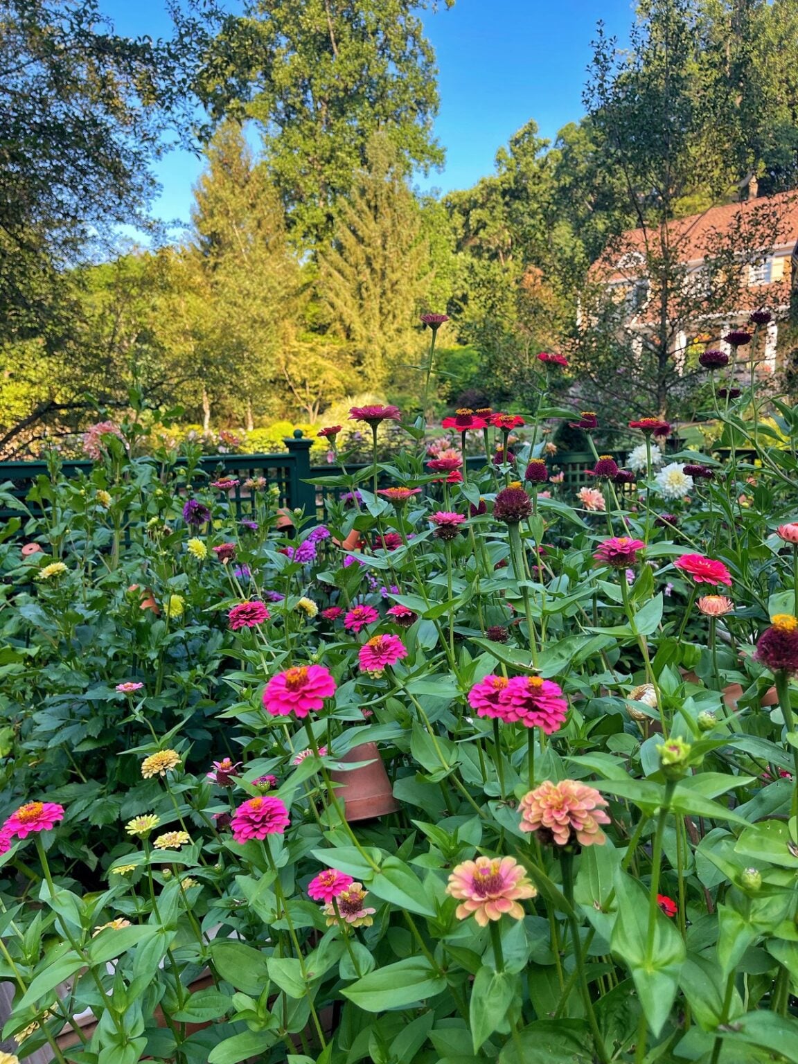 5 Easiest Flowers to Grow from Seed This Winter - Bricks ’n Blooms with ...