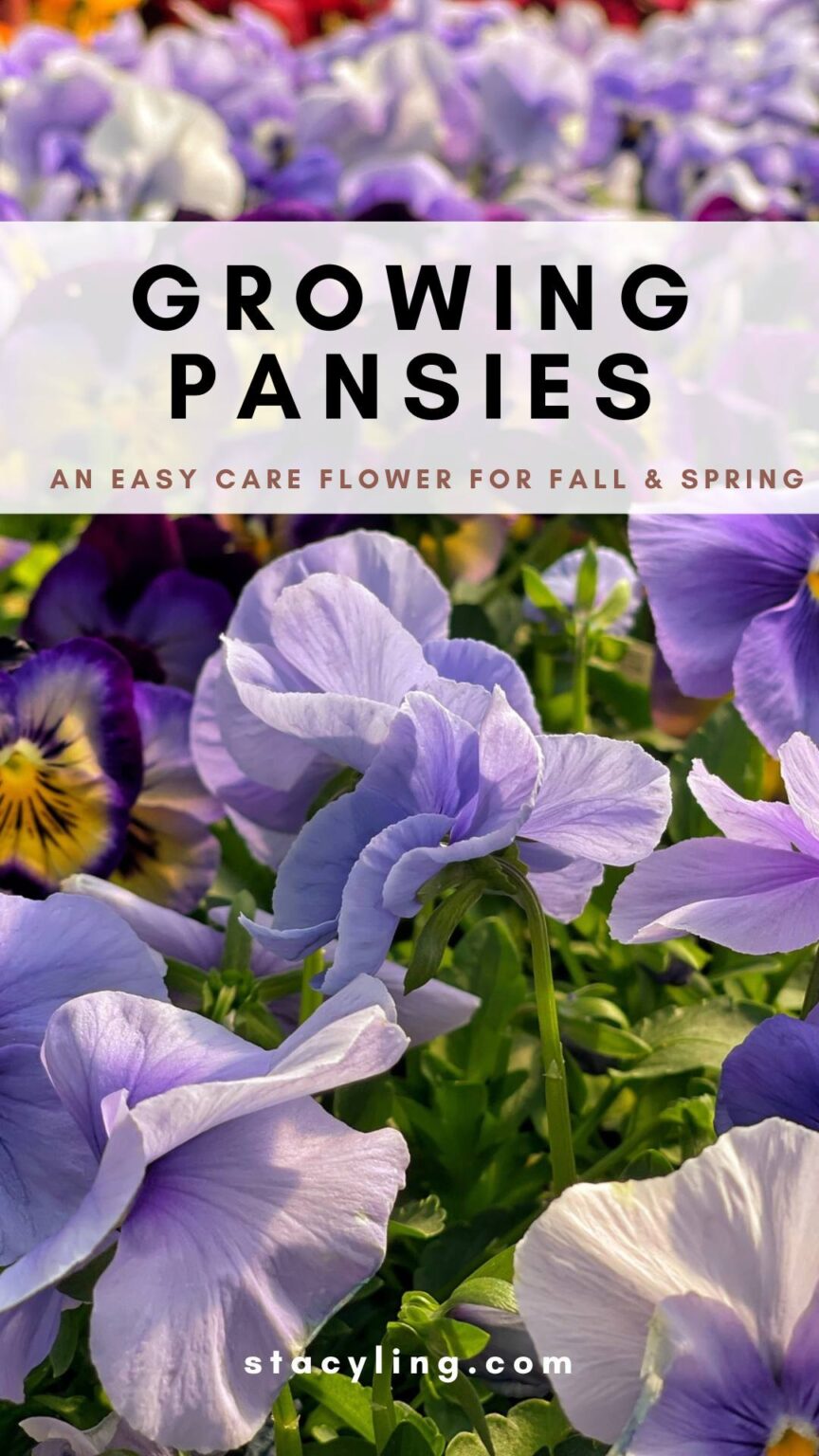 Growing Pansies: The Colorful, Low-Maintenance Flower for Fall & Spring ...