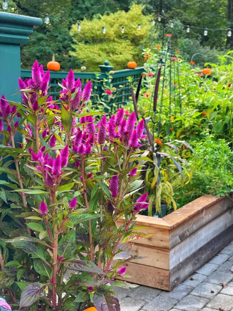 Growing Celosia Plant in Your Cut Flower Garden - Bricks ’n Blooms with ...