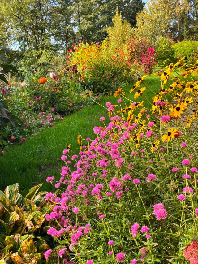 How to Grow Heuchera Plant: The Complete Guide - Bricks 'n Blooms with ...