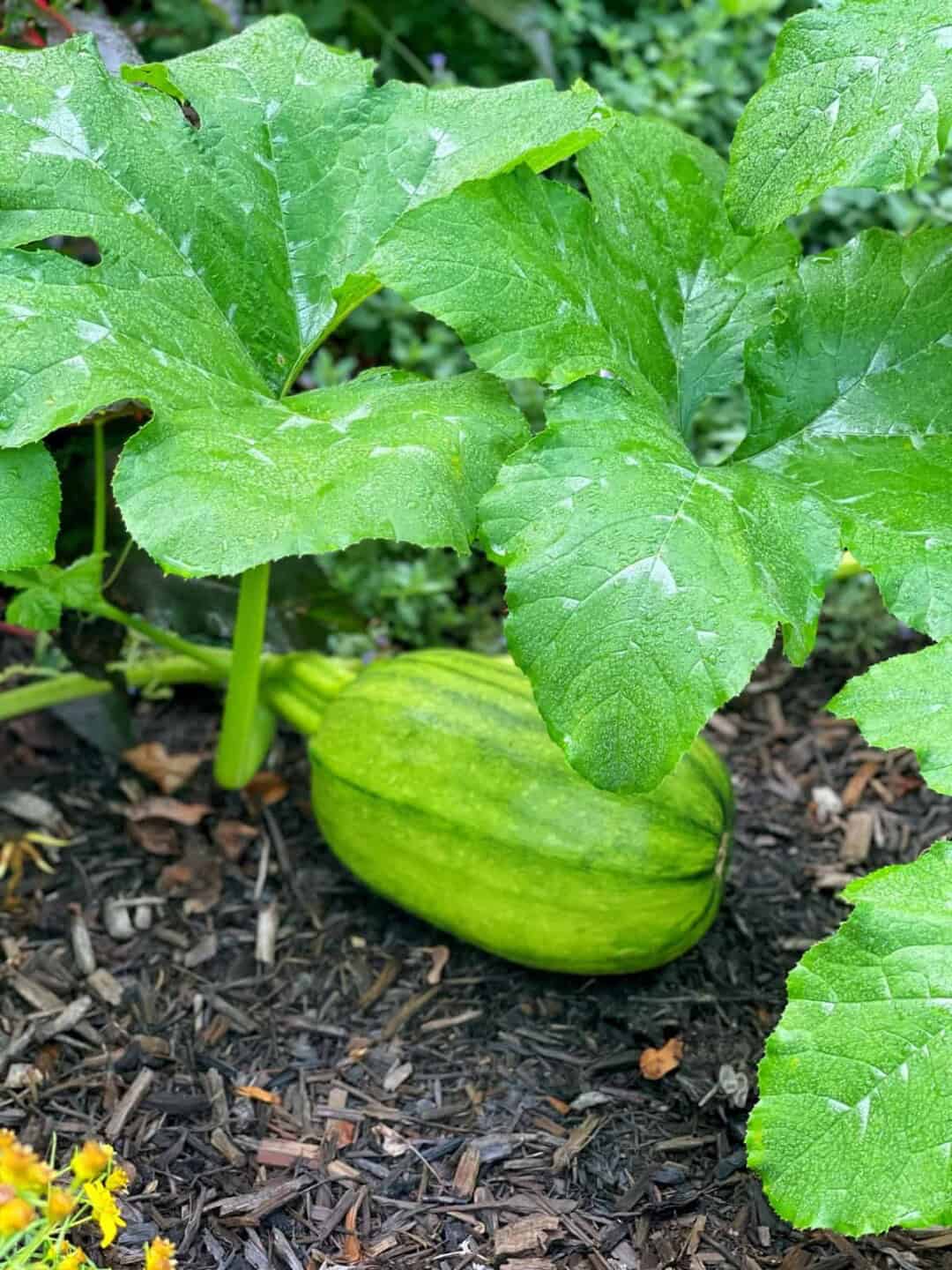 Beginner's Guide to Growing Pumpkin Plant | Bricks ’n Blooms with Stacy ...