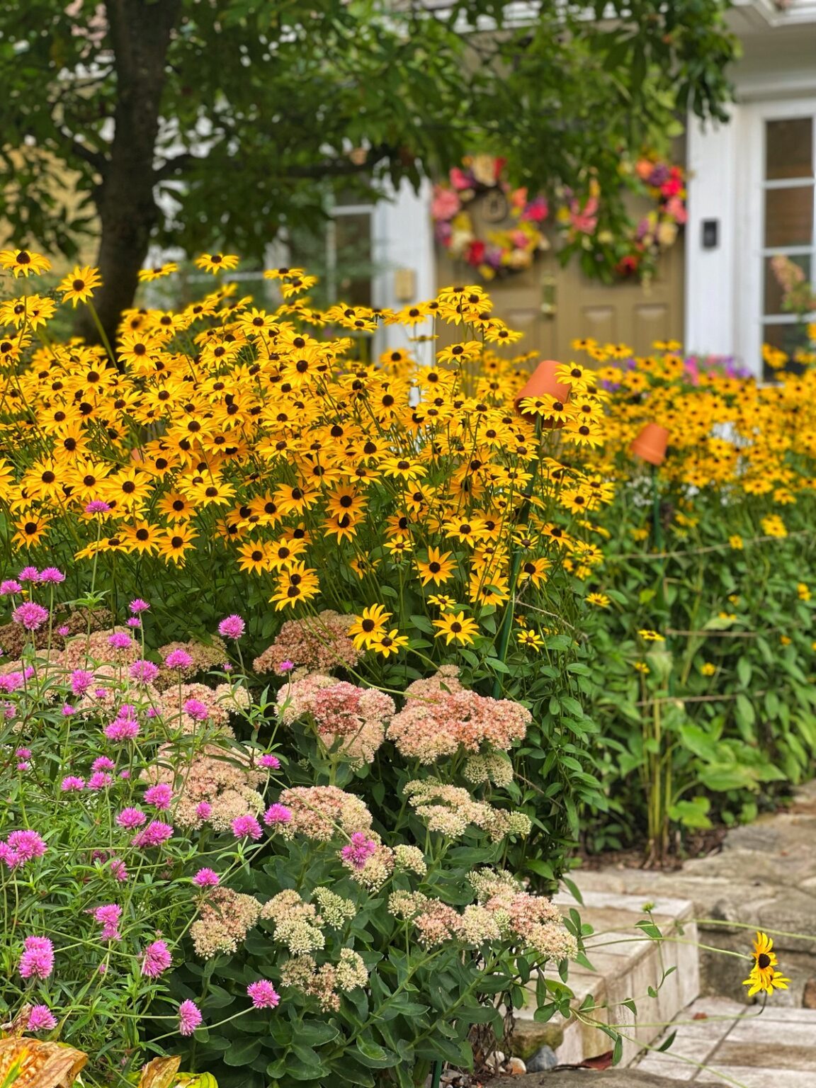 Growing Sedum Autumn Joy: Your Flower Garden BFF - Bricks ’n Blooms ...