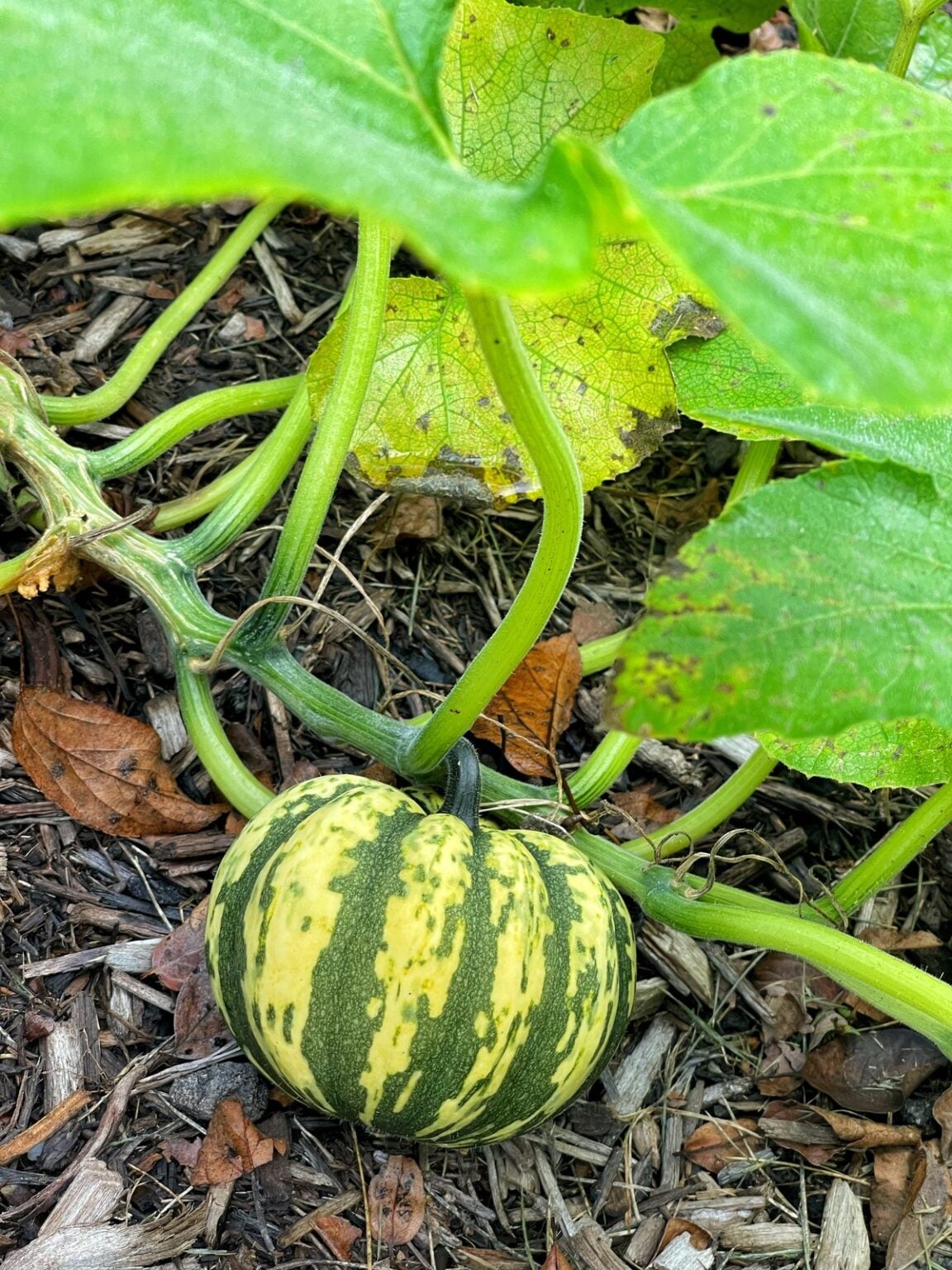 Beginner's Guide to Growing Pumpkin Plant - Stacy Ling