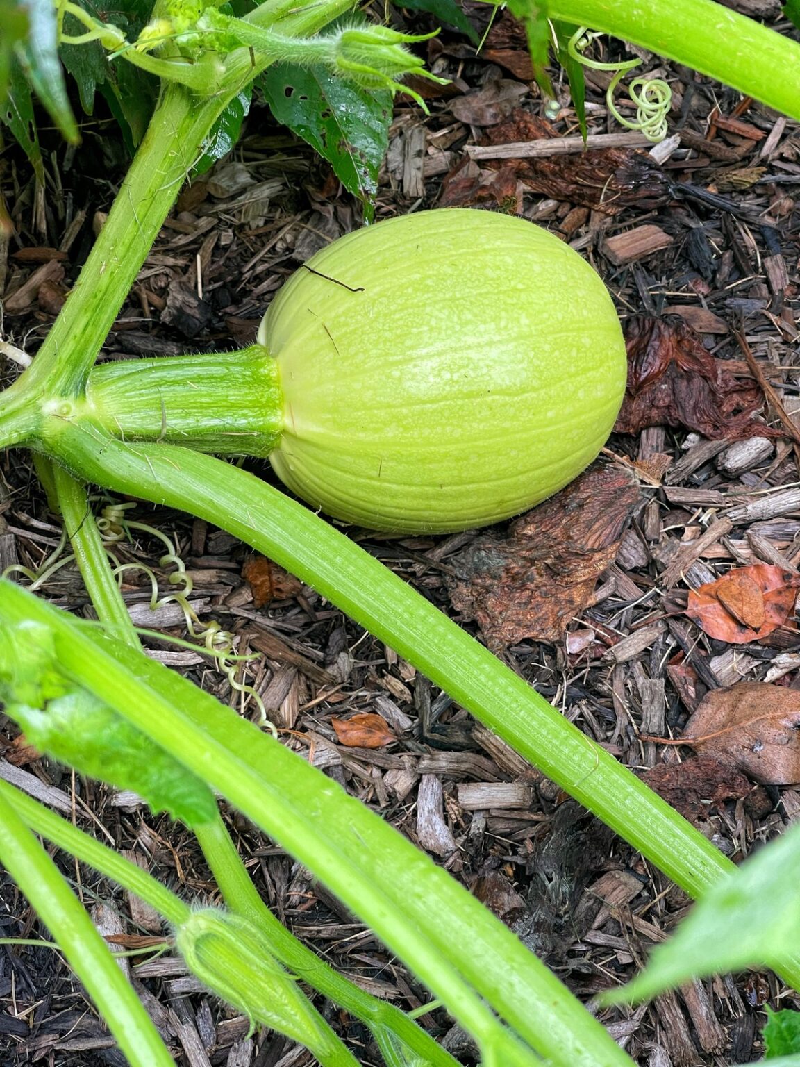 Beginner's Guide to Growing Pumpkin Plant | Bricks ’n Blooms with Stacy ...