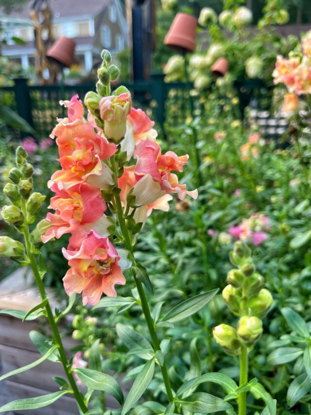 Growing Snapdragons in Your Cut Flower Garden - Bricks 'n Blooms with ...