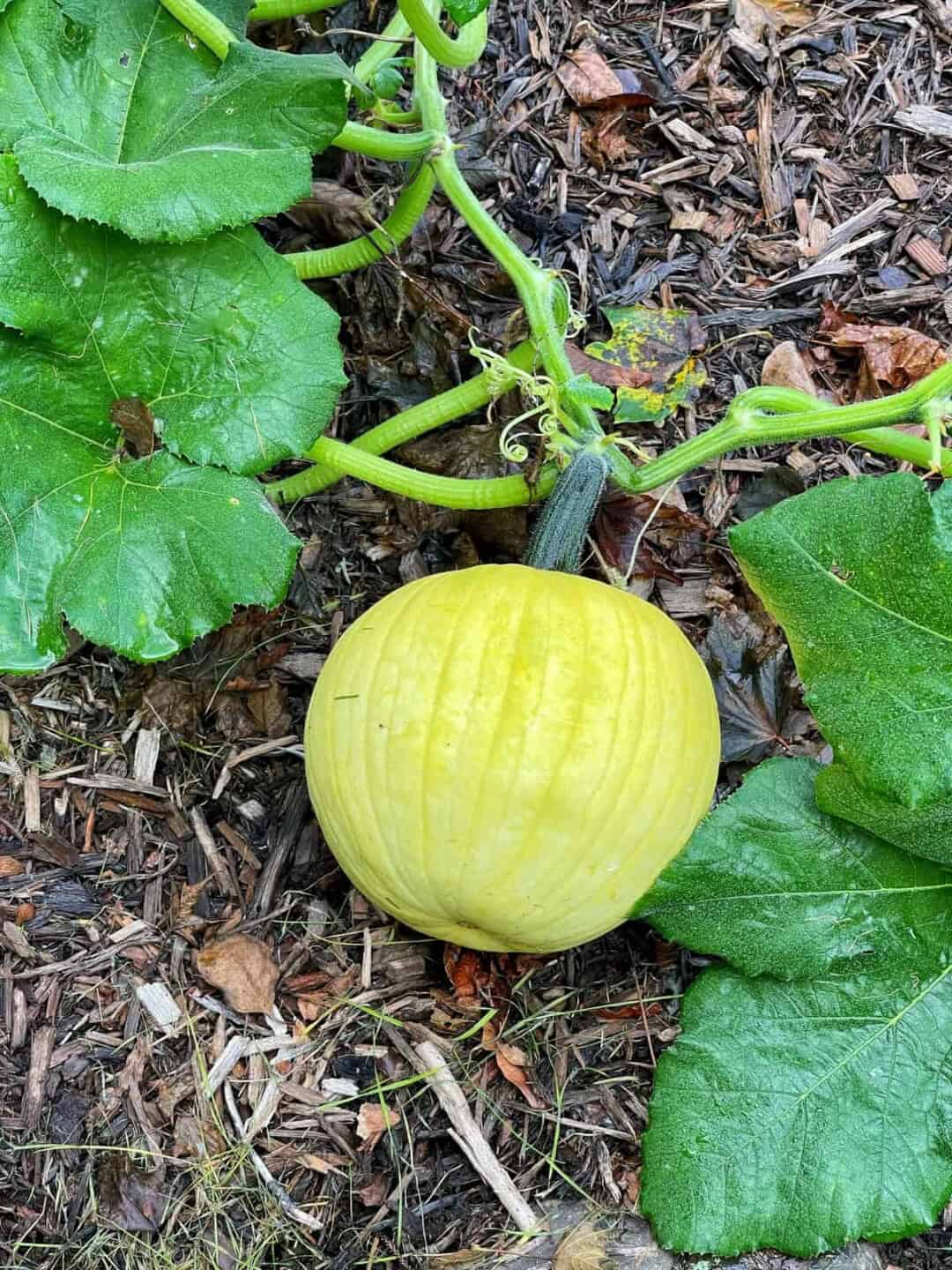 Beginner's Guide to Growing Pumpkin Plant | Bricks ’n Blooms with Stacy ...