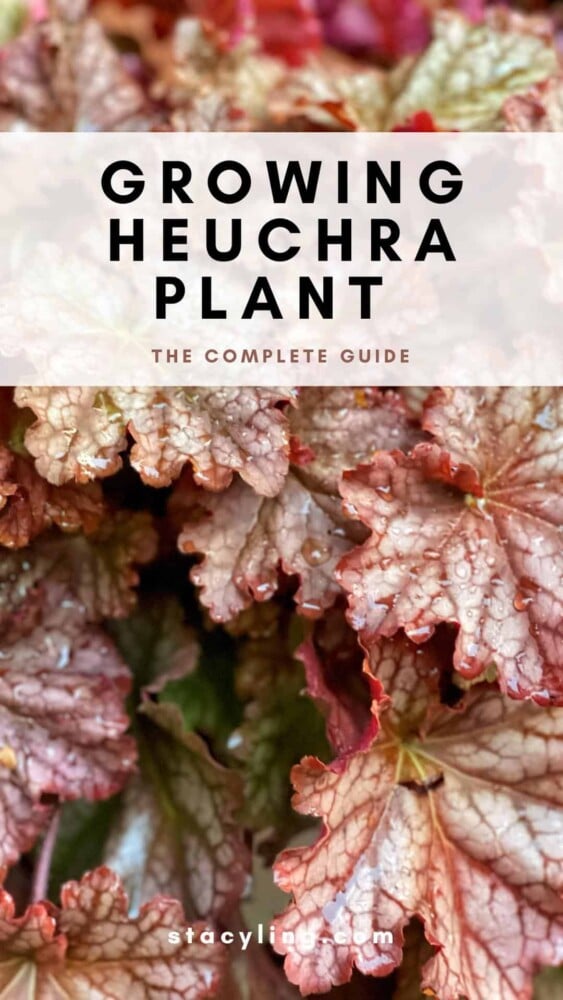 How to Grow Heuchera Plant: The Complete Guide - Bricks ’n Blooms with ...