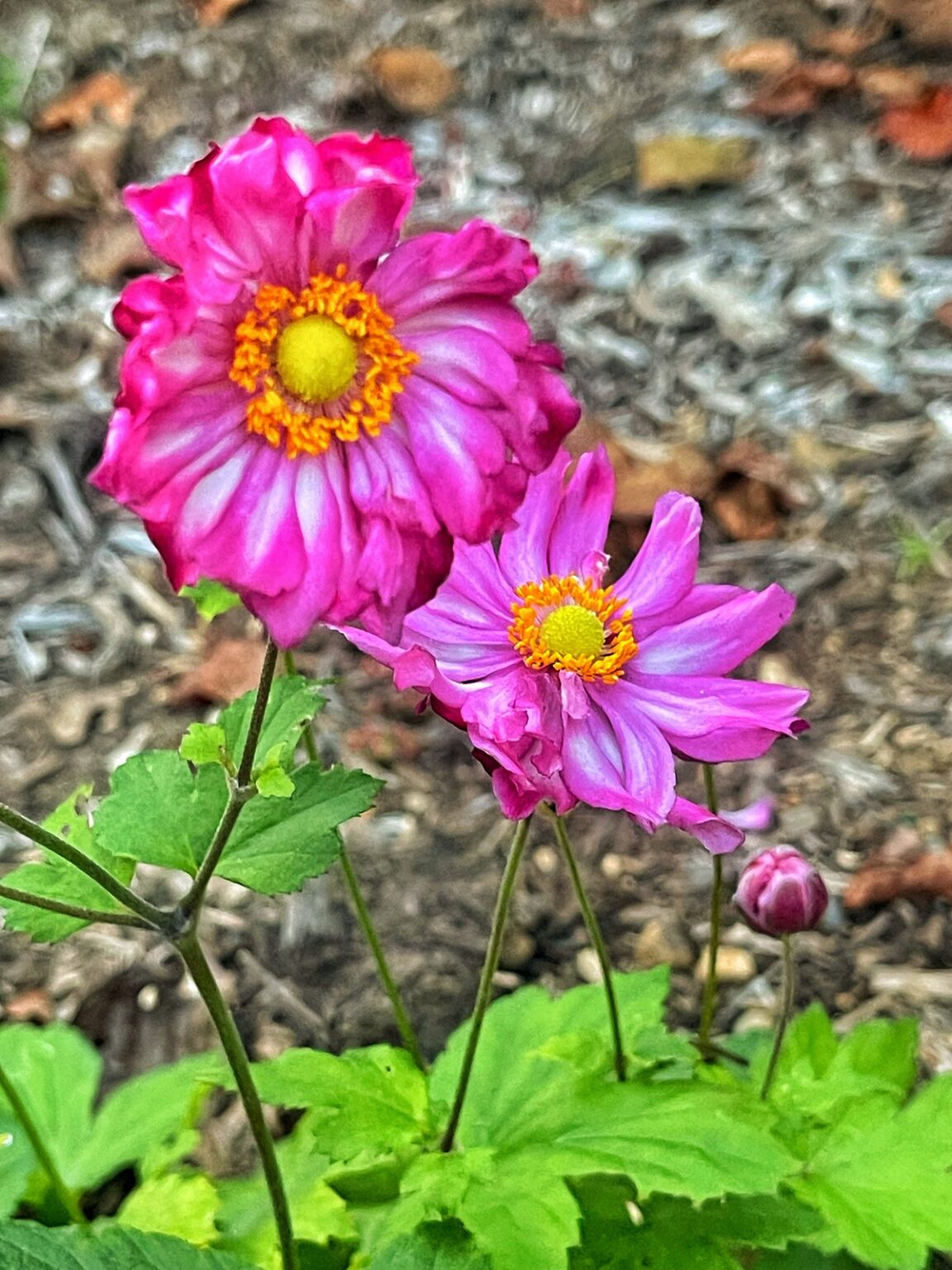 The Best Easy Pink Flowers for Effortless Beauty in Your Garden ...