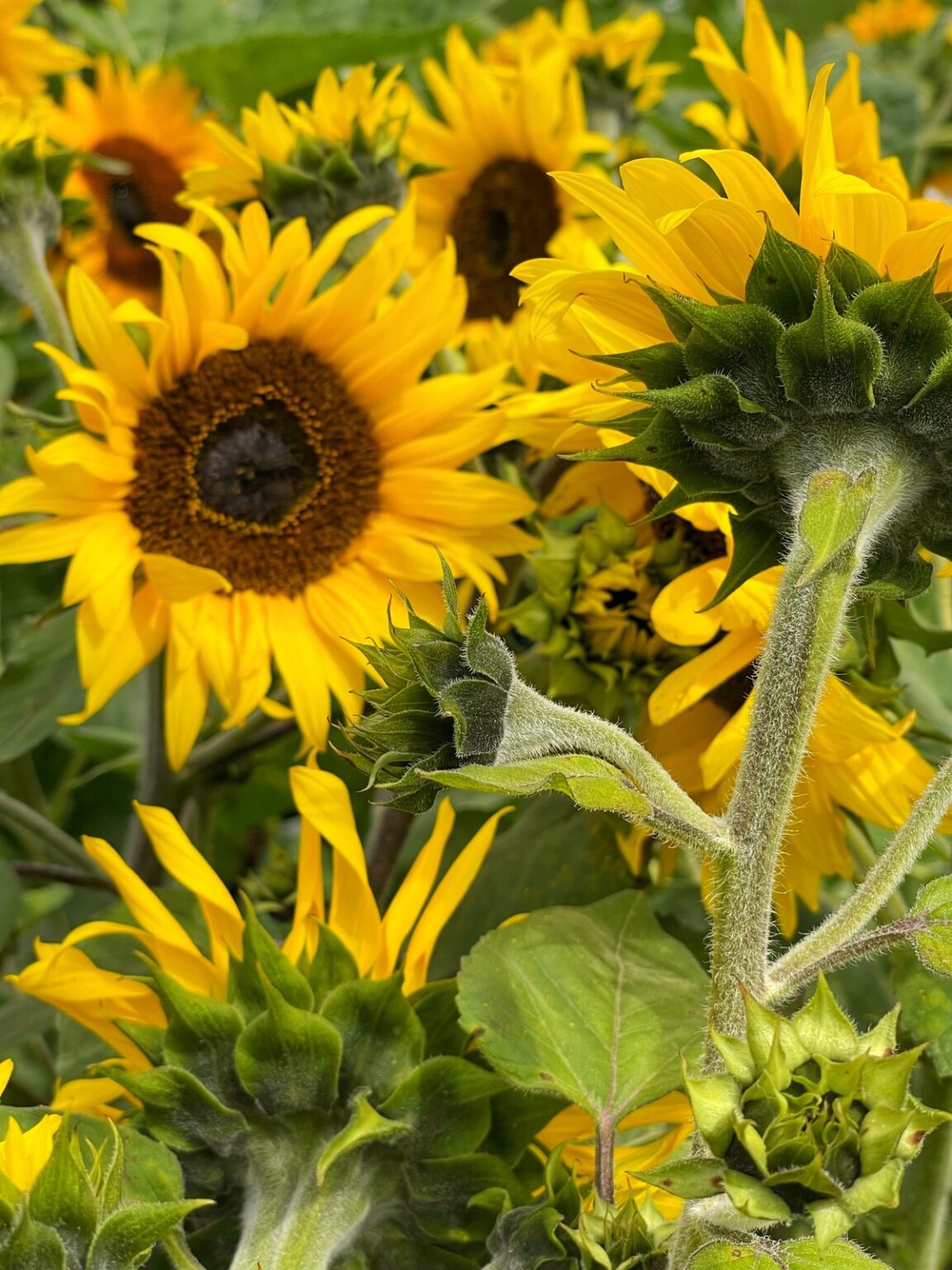 Growing Sunflowers From Seed in Your Flower Garden - Bricks ’n Blooms ...