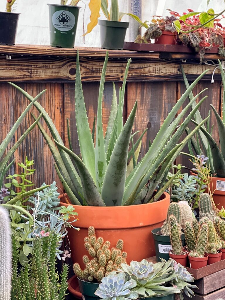 Aloe Vera Plant Care: Everything You Need to Know for a Thriving ...