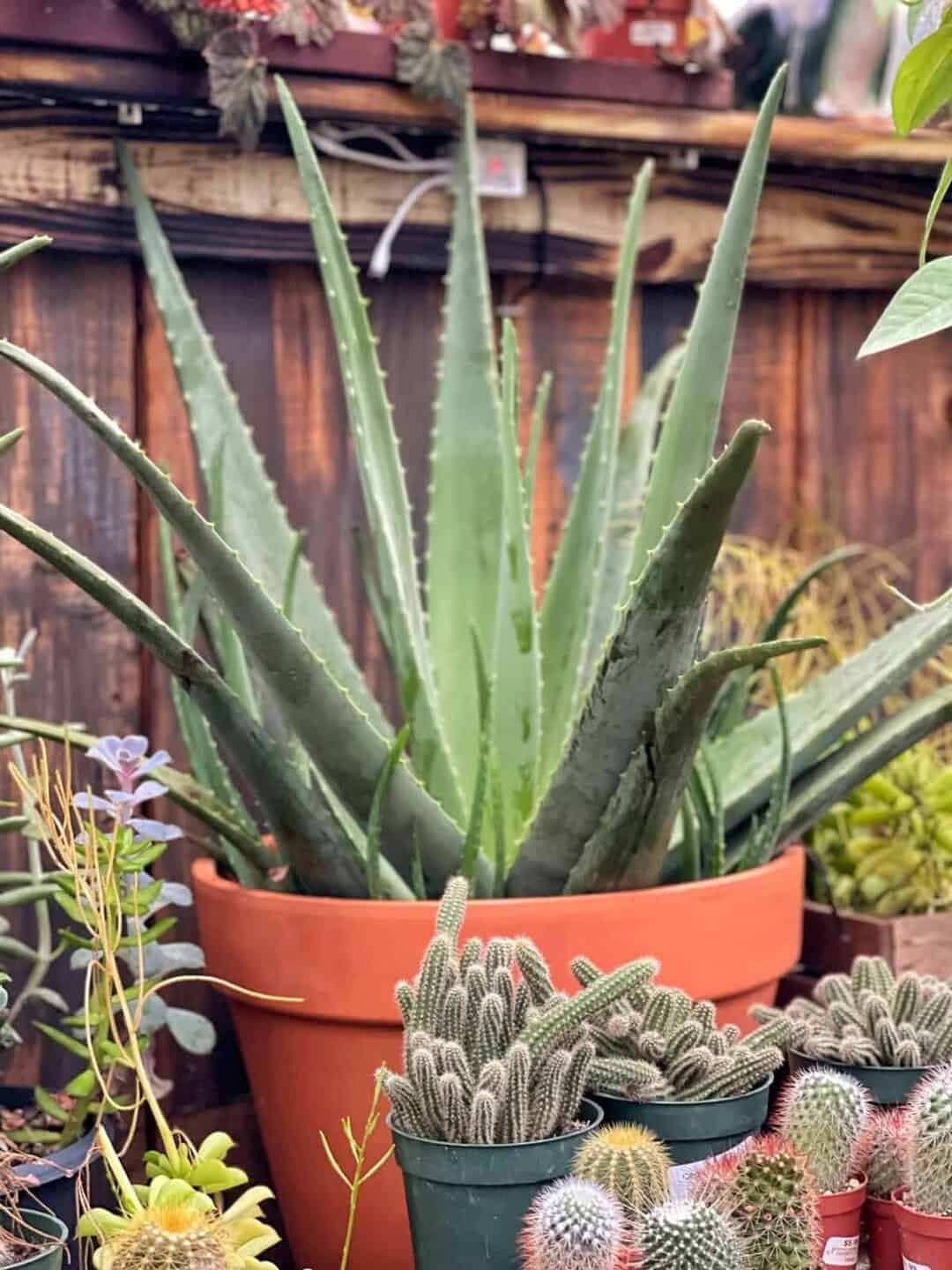 Aloe Vera Plant Care: Everything You Need to Know for a Thriving ...