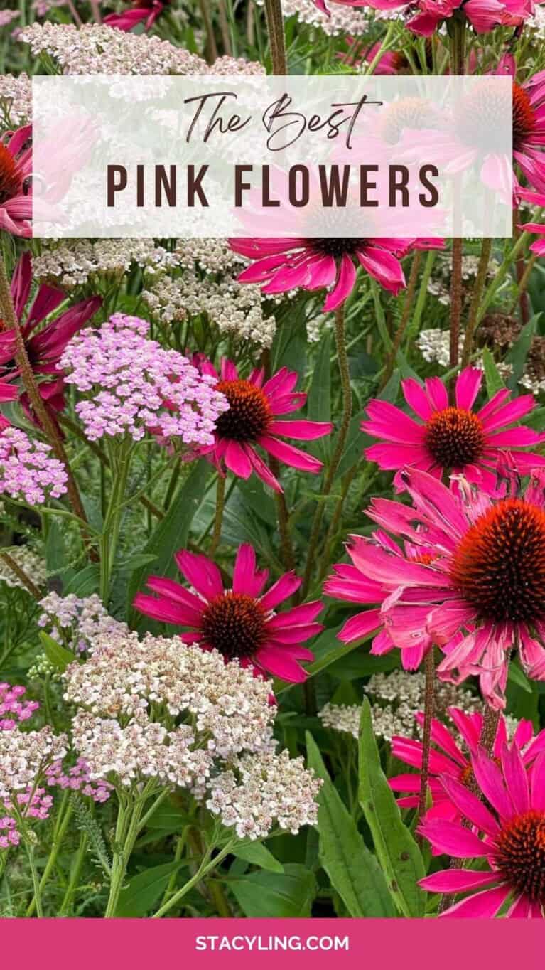 The Best Easy Pink Flowers for Effortless Beauty in Your Garden ...
