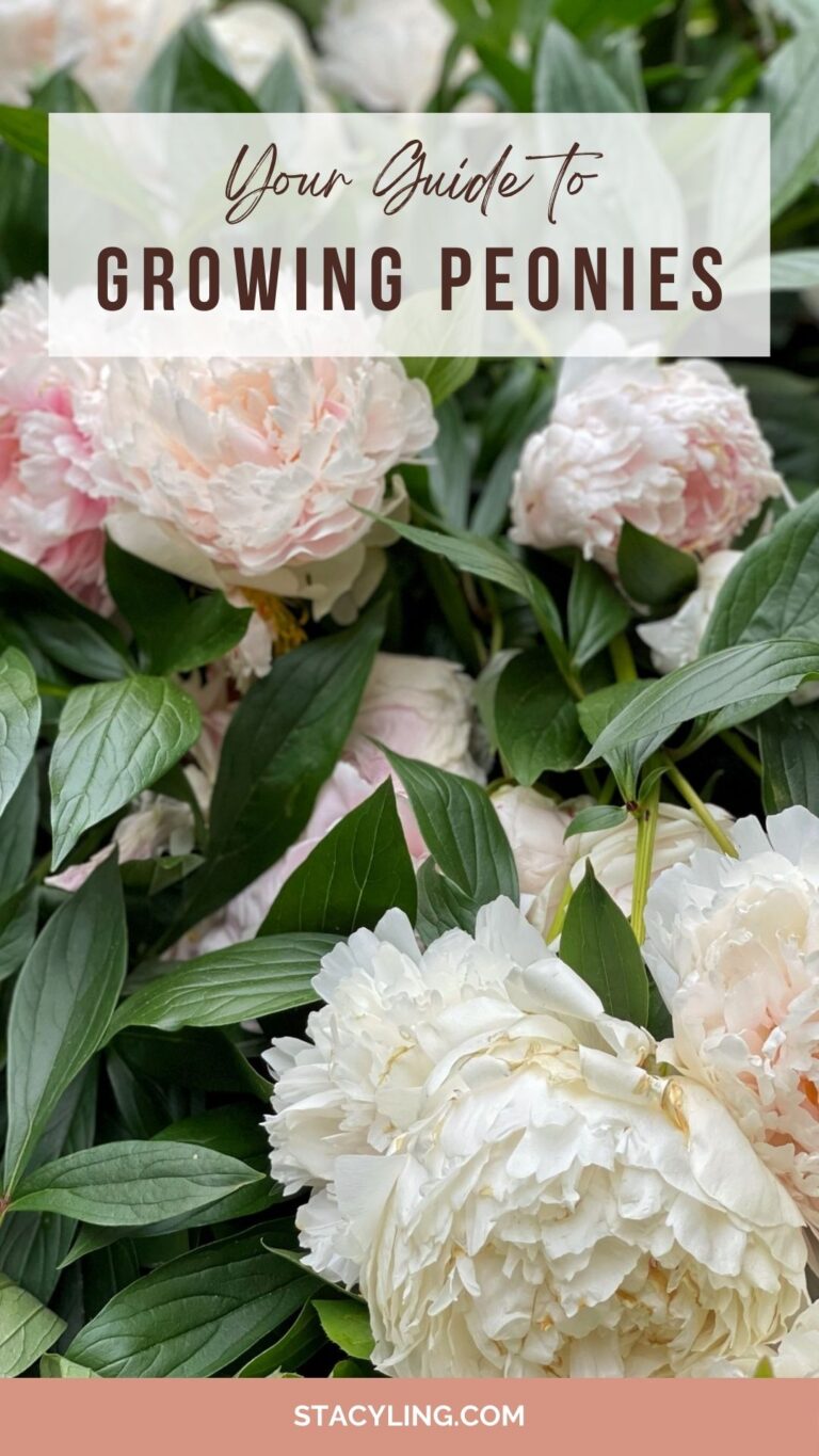 The Ultimate Guide to Growing Peonies (Paeonia Lactiflora) - Bricks 'n ...