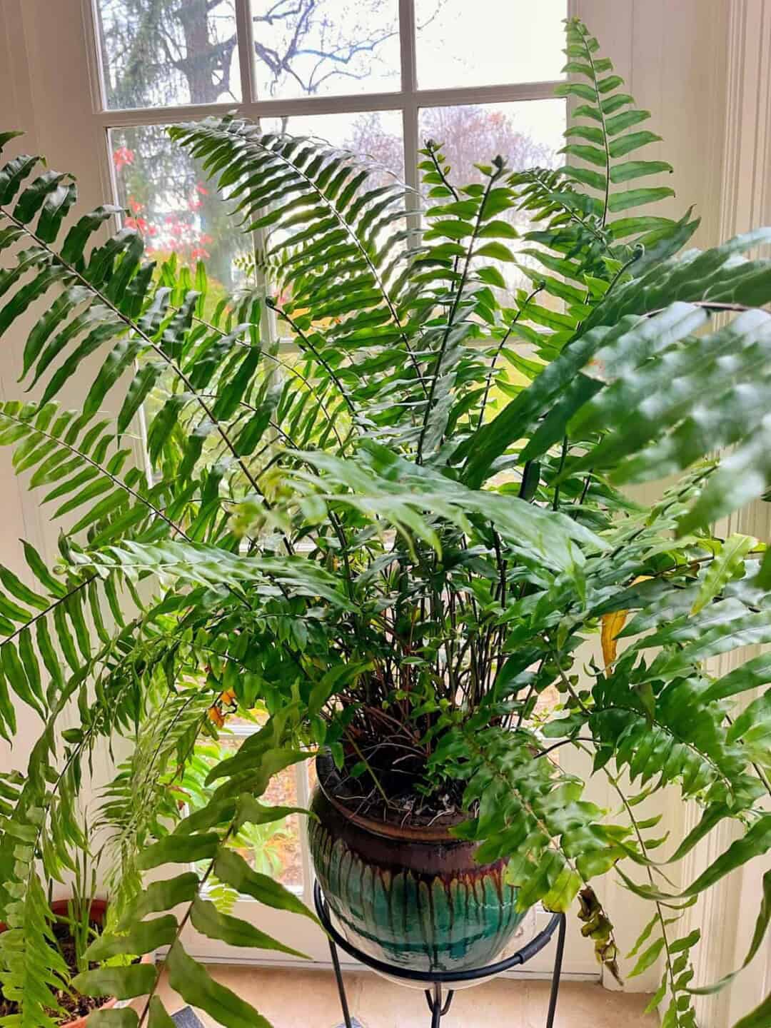 10 Reasons Your Houseplants Secretly Hate You (And How to Win Back ...