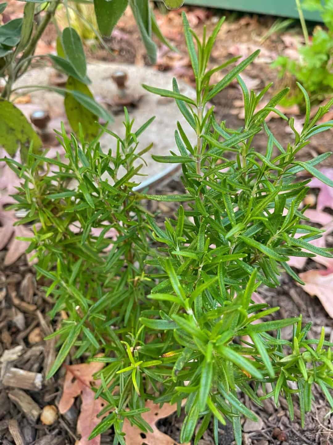 How to Grow an Herb Garden: A Step-by-Step Guide For Beginners | Bricks ...