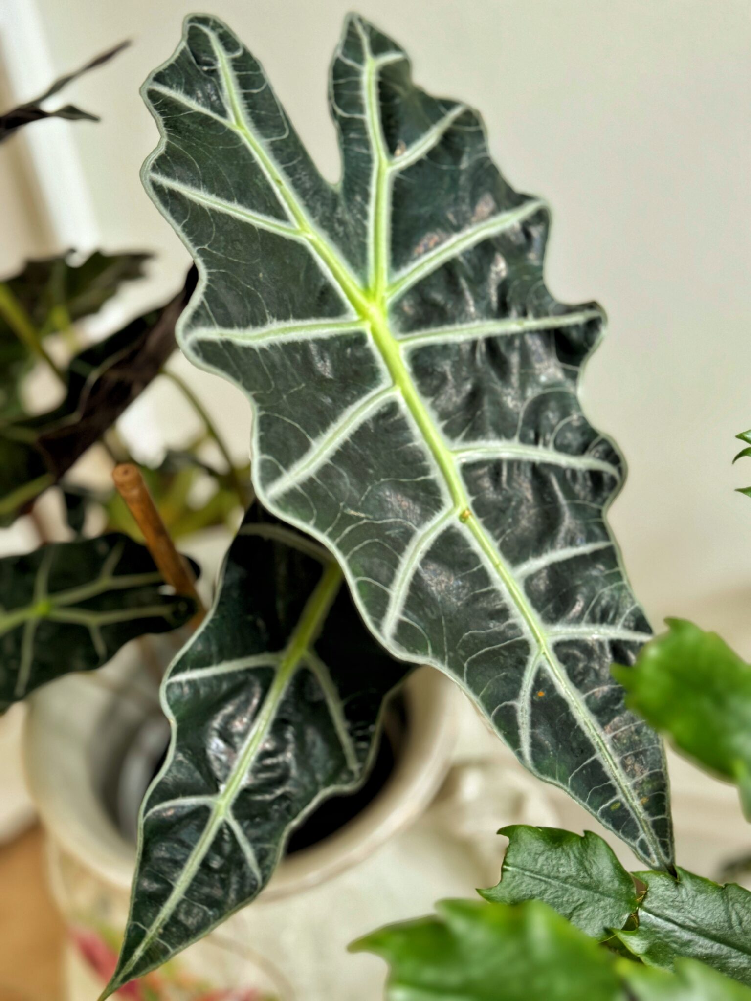 From Shop to Home: A Guide to Acclimating Tropical Indoor Plants to ...