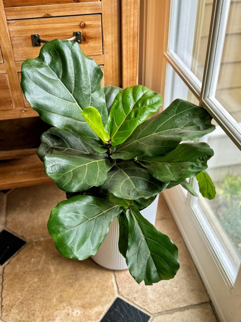 From Shop to Home: A Guide to Acclimating Tropical Indoor Plants to ...