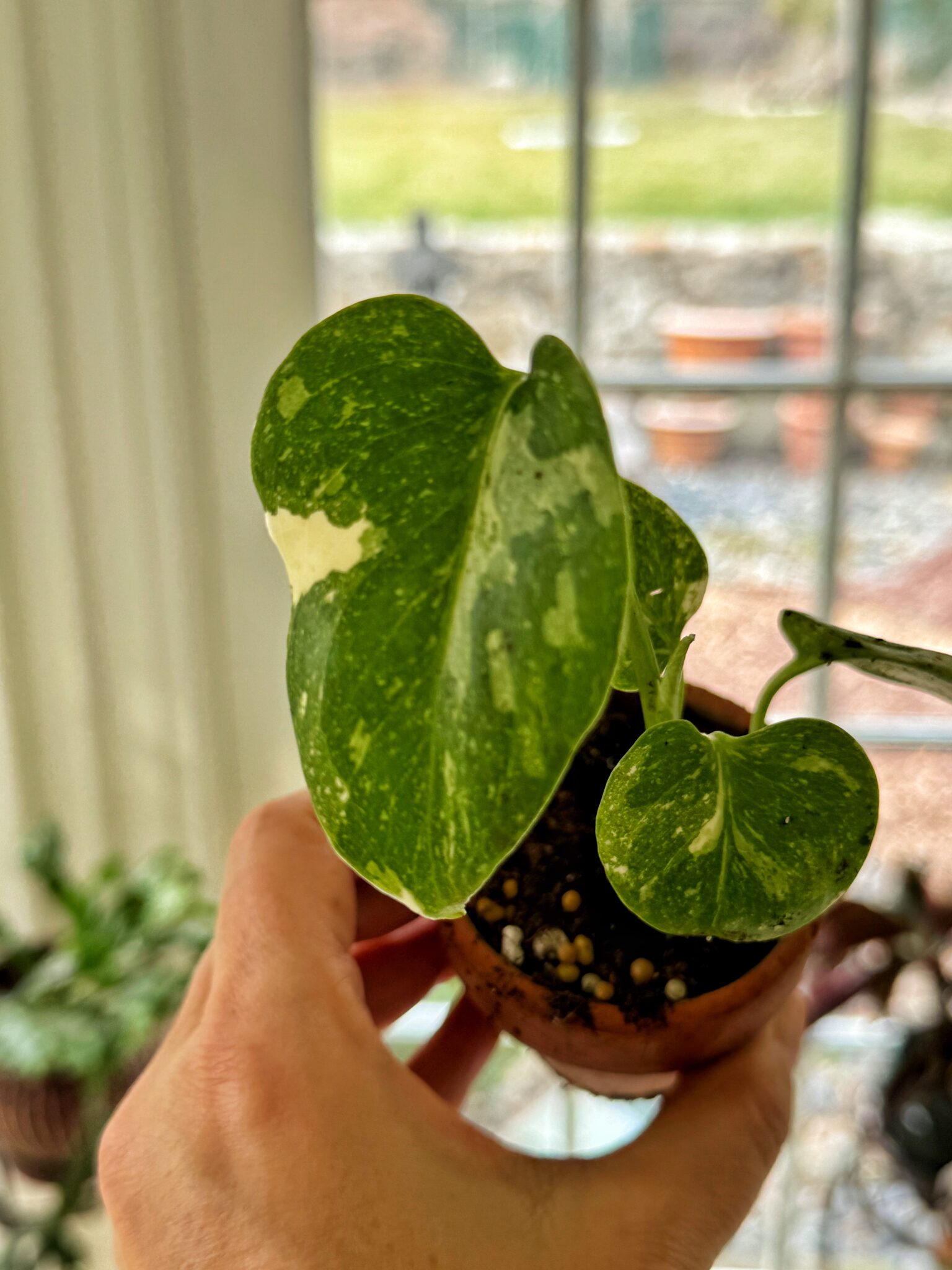 From Shop to Home: A Guide to Acclimating Tropical Indoor Plants to ...