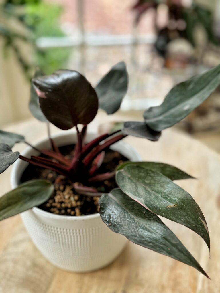 From Shop to Home: A Guide to Acclimating Tropical Indoor Plants to ...