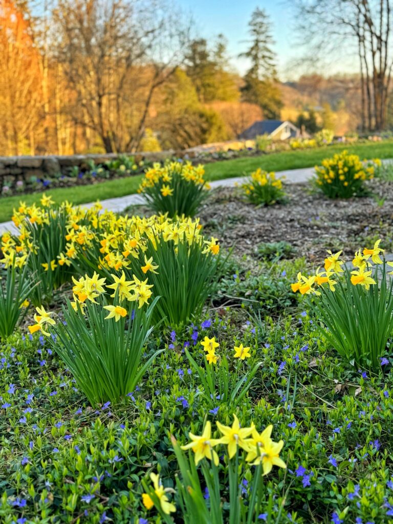 Companion Planting for Hostas (Smart Plant Pairings for Shade Gardens ...