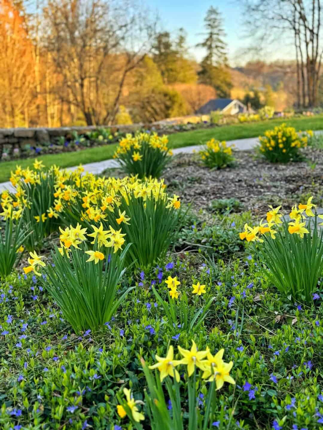 How to Plant Daffodil Bulbs: From Bulb to Bloom | Bricks ’n Blooms with ...