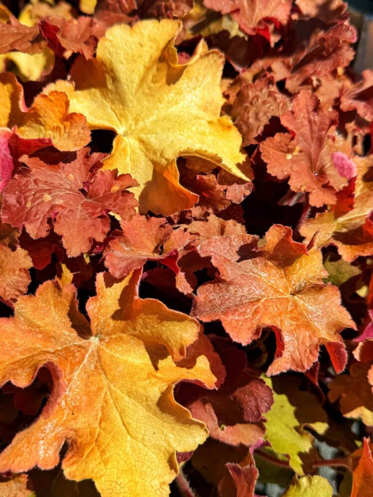 How to Grow Heuchera (Coral Bells) That Thrive Year After Year | Bricks ...