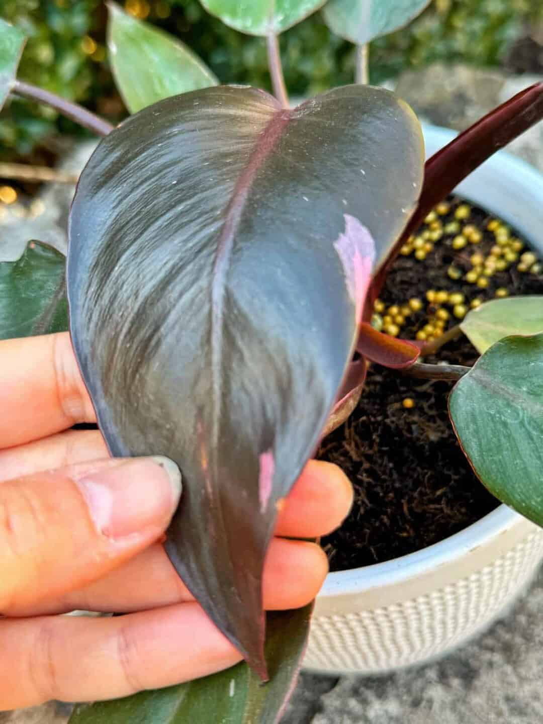 Mastering the Art of Growing Pink Princess Philodendron: A Beginner's ...