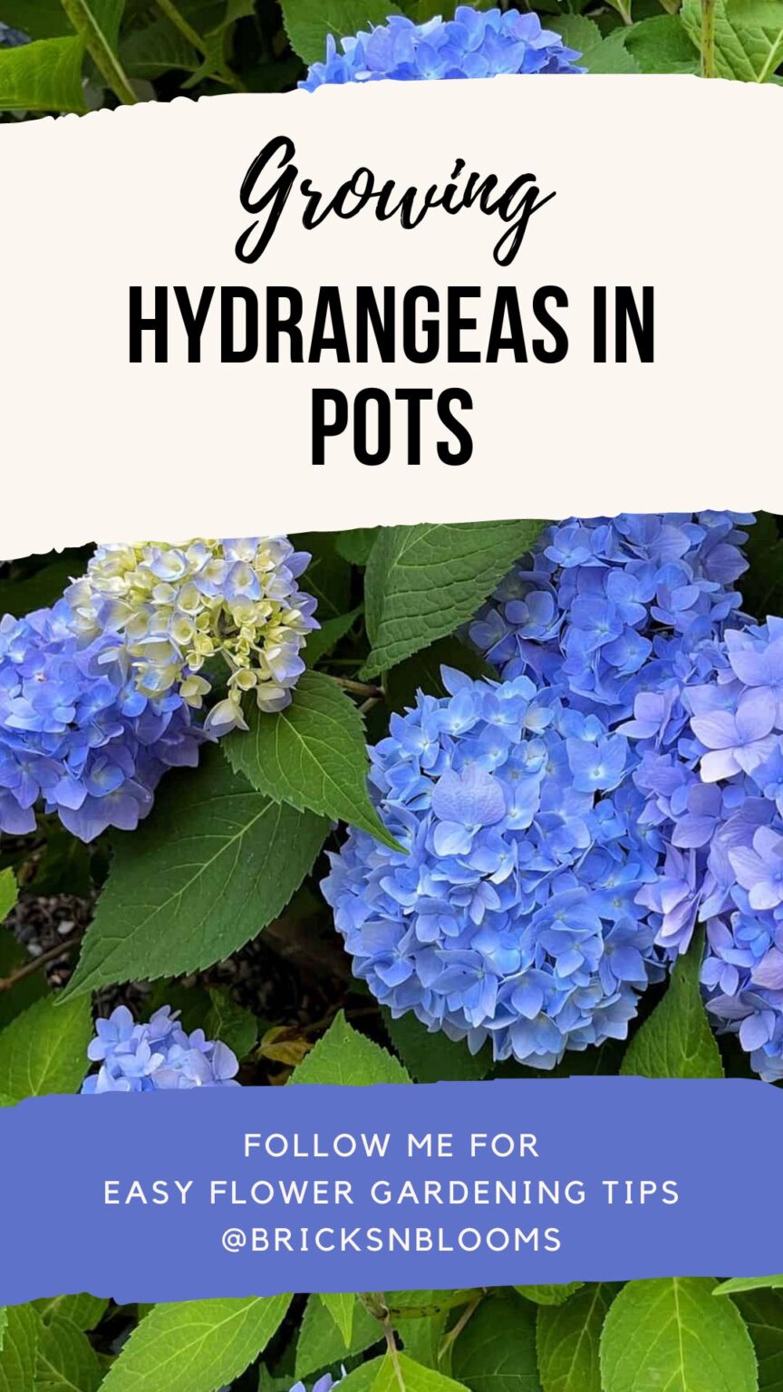 Growing Hydrangeas in Pots: The Easy Guide to Stunning Blooms on Your ...