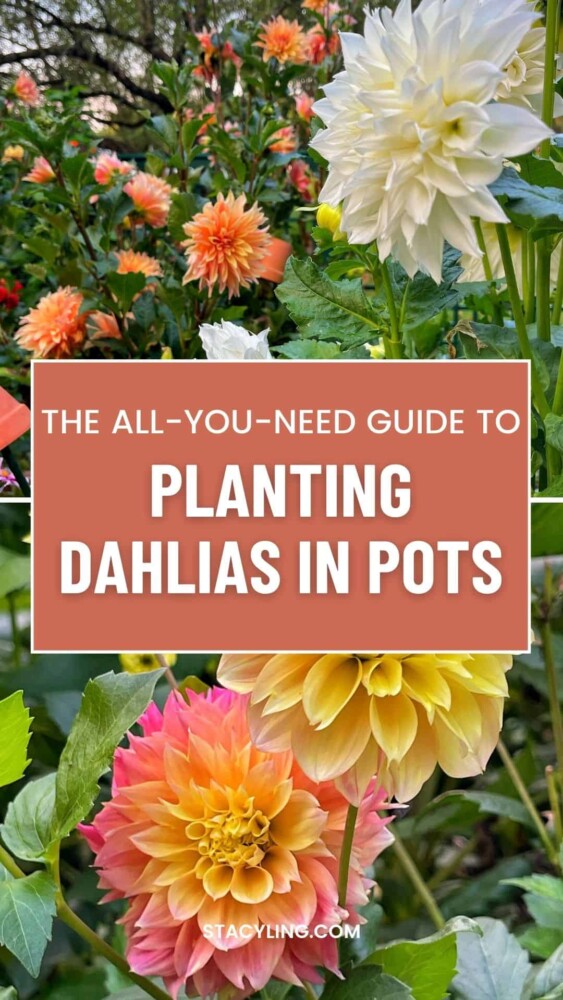 Growing Showstopping Dahlias in Pots: A Step-By-Step Guide - Bricks ’n ...