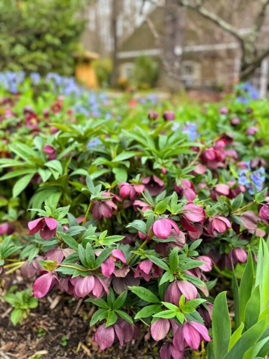 Perennial Garden Design: A Guide to Continuous Bloom - Bricks ’n Blooms ...