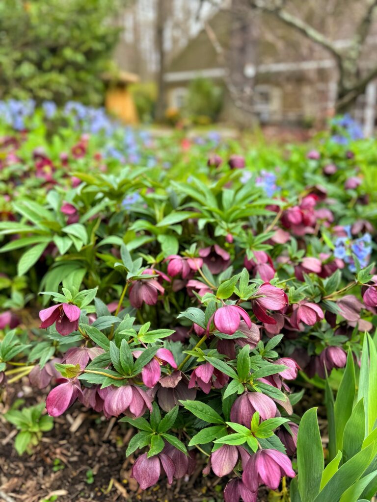 Perennial Garden Design: A Guide to Continuous Bloom - Bricks ’n Blooms ...