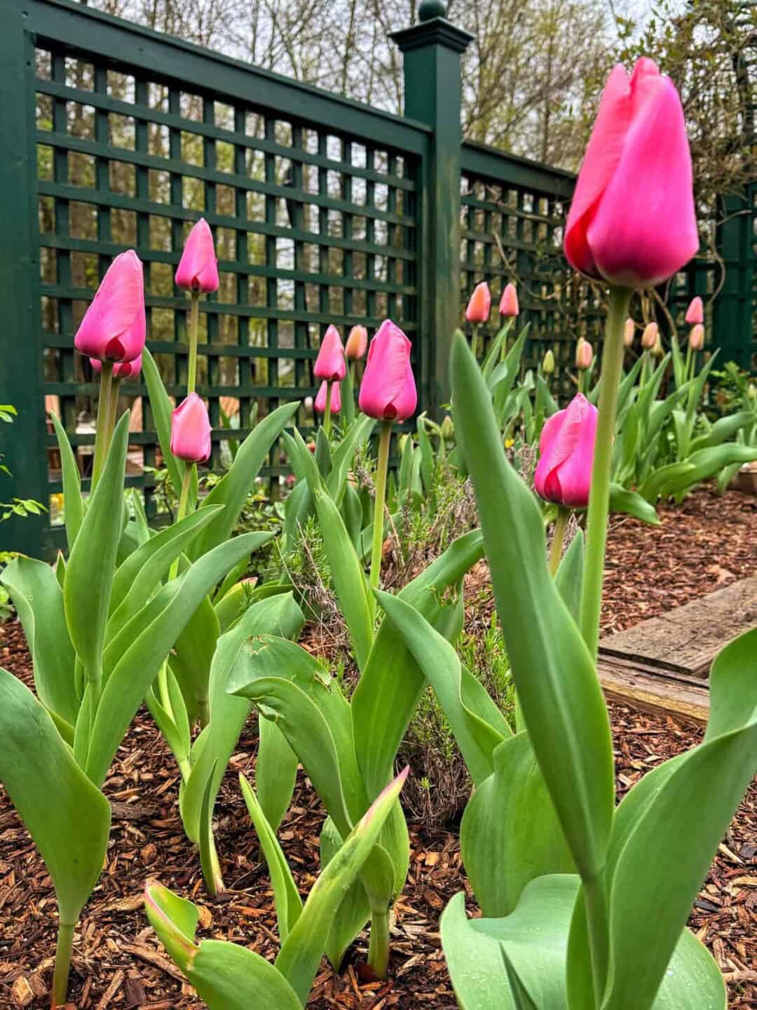 Mulching Made Easy: Transform Your Garden and Landscape | Bricks ’n ...