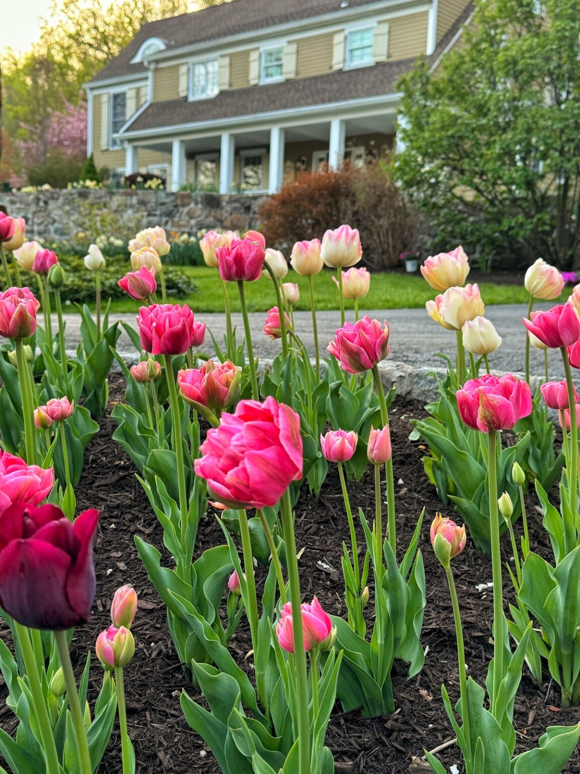 When to Cut Back Spring Bulbs: A Guide to After-Bloom Bulb Care ...