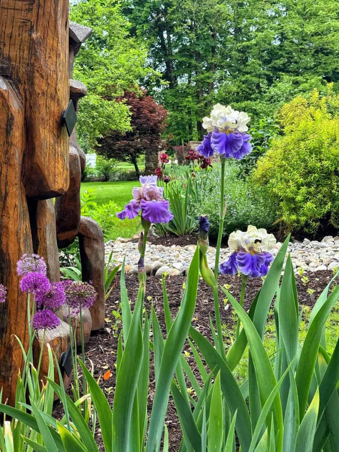Bearded Iris Care: Your Guide to Growing, Blooming, and Beyond | Bricks ...