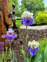 Bearded Iris Care: Your Guide to Growing, Blooming, and Beyond | Bricks ...
