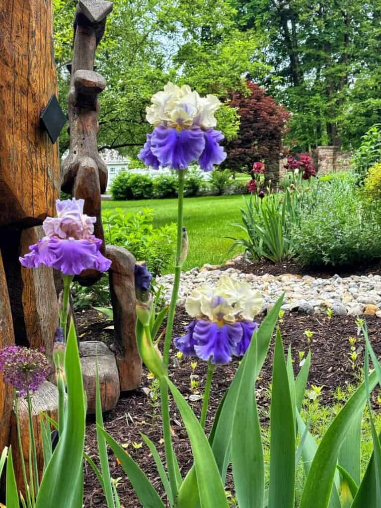 Bearded Iris Care: Your Guide to Growing, Blooming, and Beyond | Bricks ...