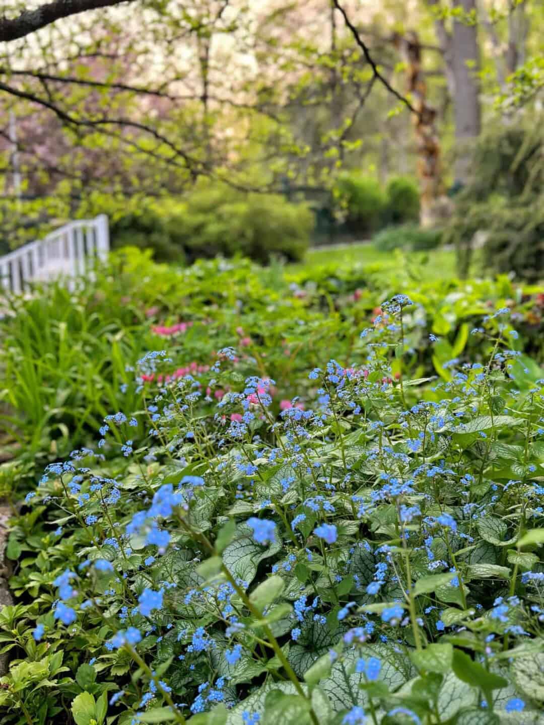 How to Grow Brunnera (Siberian Bugloss): The Perennial Plant For Shade ...