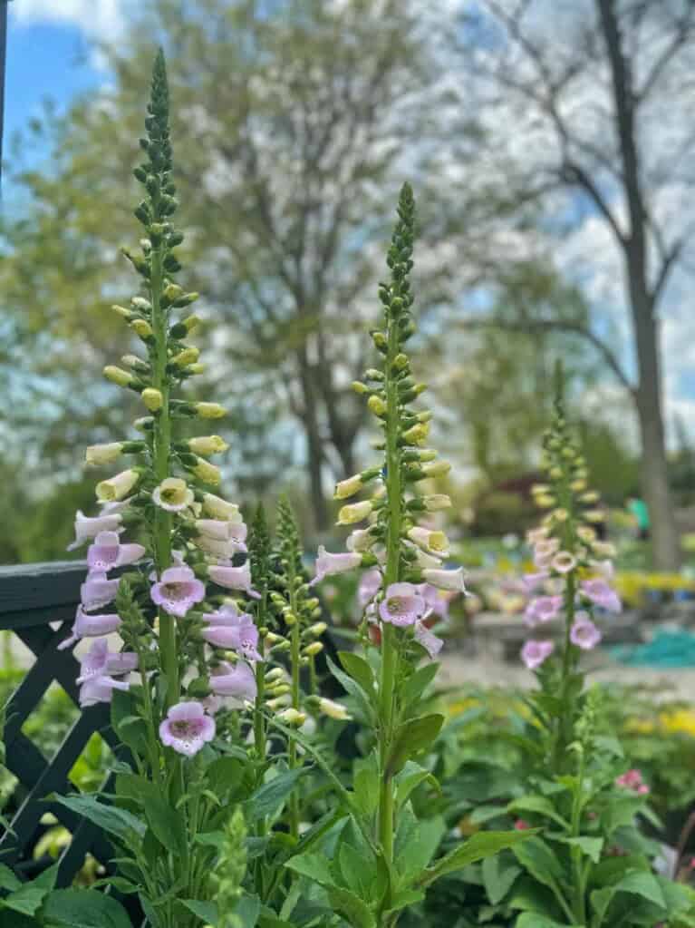 The Secret to Growing Foxgloves: My 30-Year Journey to Success - Bricks ...