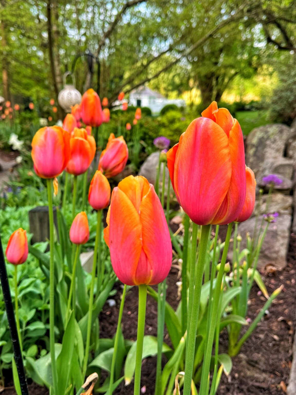 How to Grow Tulips (Even With Deer): Planting, Protection, and Care ...