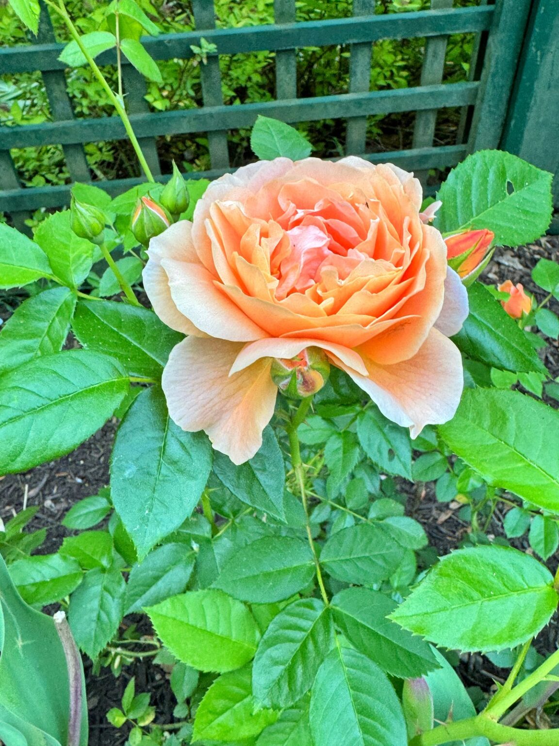 How to Propagate Roses for Beginners | Bricks ’n Blooms with Stacy Ling
